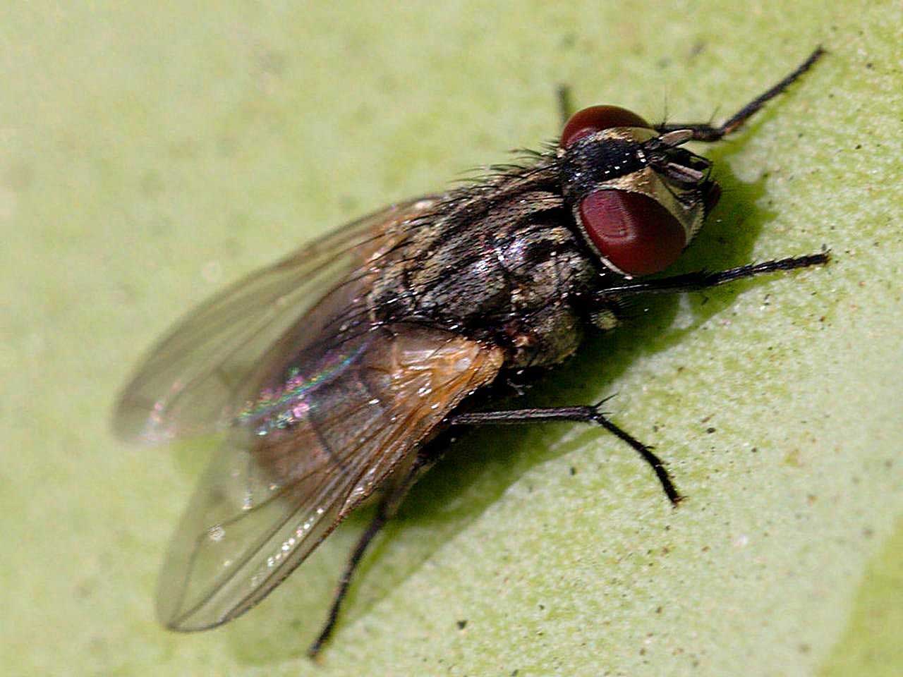 Flies | EnviroGuard Pest Control