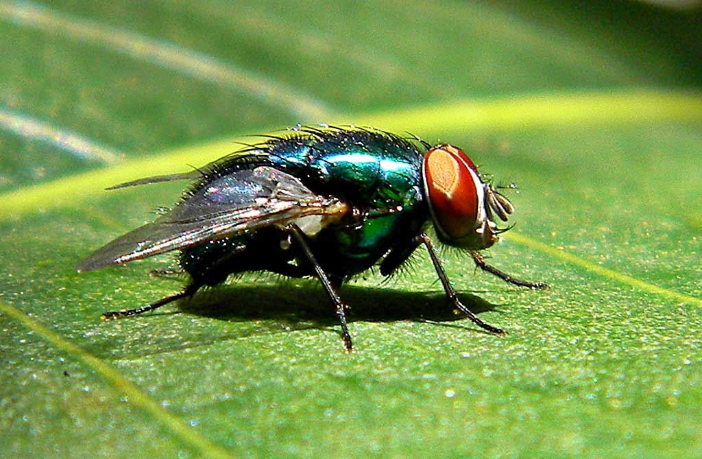 Green Bottles | EnviroGuard Pest Control