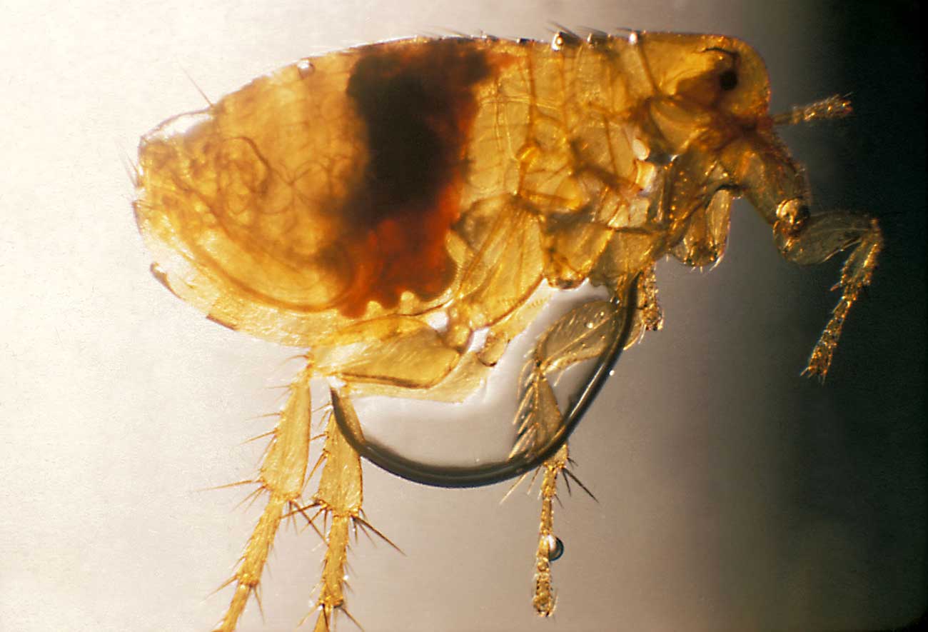 Fleas | EnviroGuard Pest Control